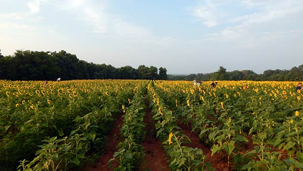 Heat Stress Test: Protecting Plants in High Heat During Germination