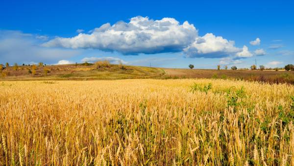 Common Questions About Improving Crop Yields and Plant Quality