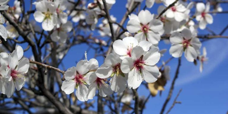 Almond Hull Rot (Brown Rot) - Treatment & Management - Fusion 360