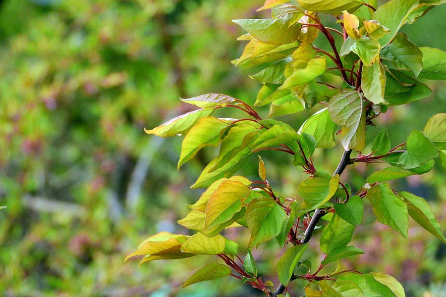 When is Enhanced Defoliation of Trees with Zinc Sulfate Advisable ...