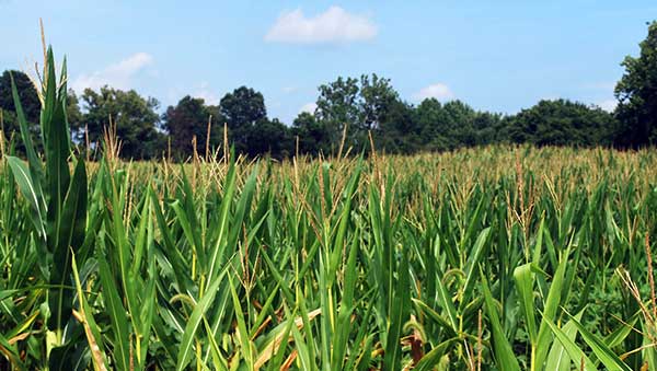 importance-of-plant-physiology-in-agriculture-how-is-plant
