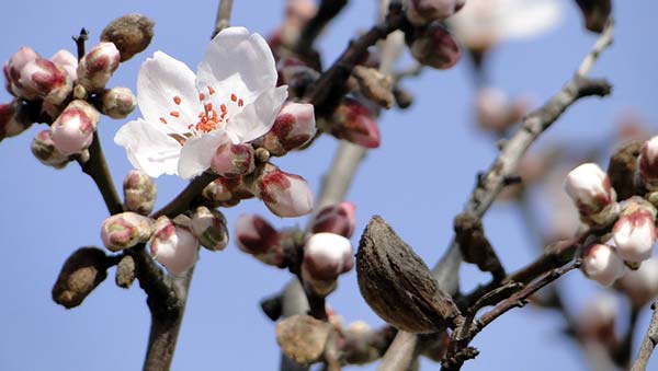 Almond Trees: Dangers of Early Bloom and Premature Bud Drop - Fusion 360
