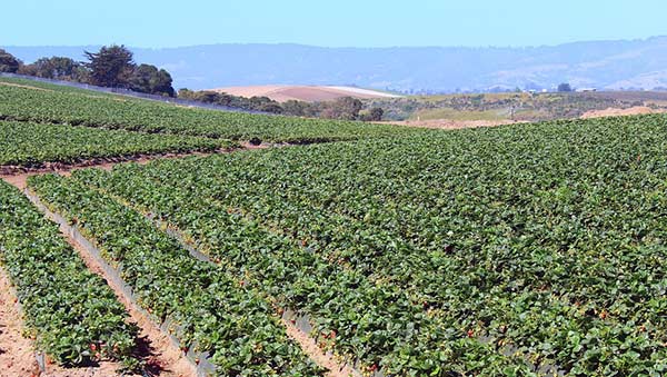 Dwarf Disease (Crimp) of Strawberries - Fusion 360