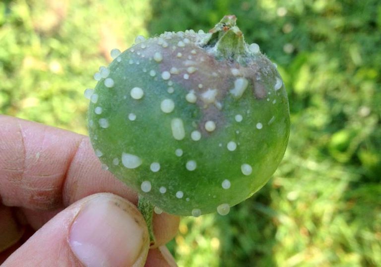 Fire Blight – Symptoms, Causes & Treatment - Fusion 360