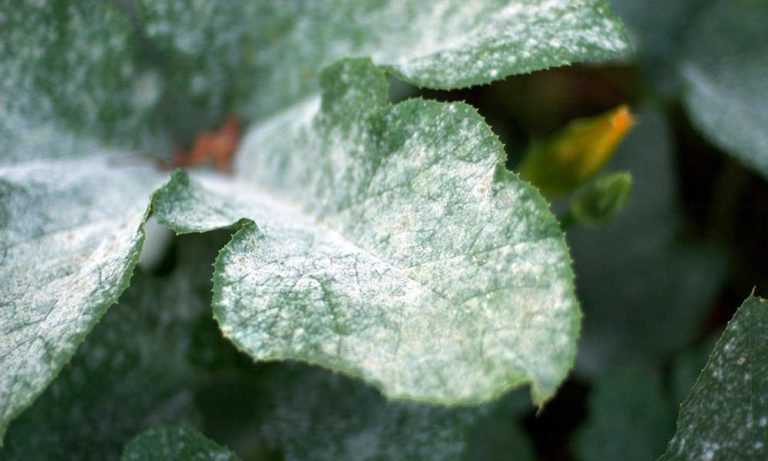 Powdery Mildew – Symptoms, Causes & Treatment - Fusion 360