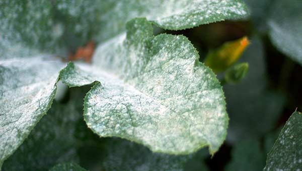 Powdery Mildew – Symptoms, Causes & Treatment - Fusion 360