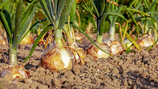 Pink Root Disease of Onion – Symptoms, Causes & Treatments